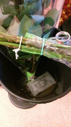 Modified Stem Of A Plant AP Biology Photos