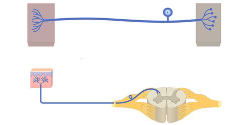Neuron Basic Structure And Functions