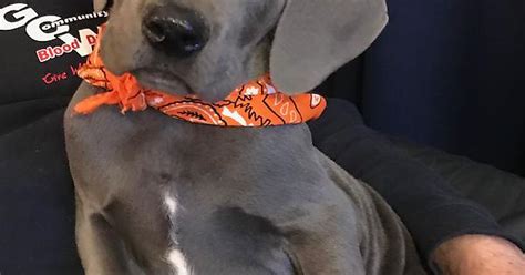 Introducing Ajax Album On Imgur