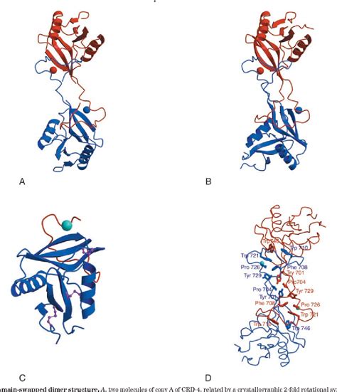Figure 1 From Structure Of A C Type Carbohydrate Recognition Domain