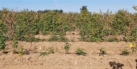 Raspberry Root Rot Wilt Threaten Fruit In Wet Regions Fruit Growers News Raspberry Root Rot Wilt Threaten Fruit In Wet Regions Fruit Growers News
