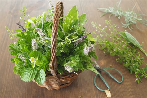 いい香りも楽しめる♪ 爽やかなフレッシュハーブでアレンジを作ろう Gardenstory ガーデンストーリー