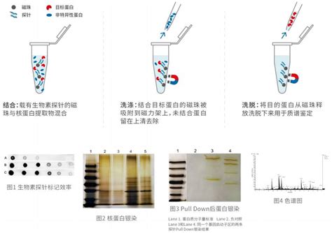 Dna Pull Down 服务生物器材网