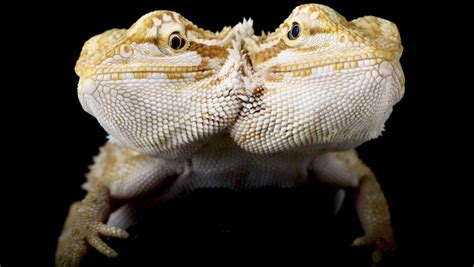 31 Animals Cursed With Two Heads By A Vengeful God Ebaums World