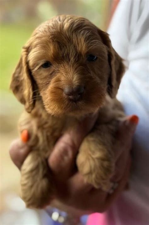 Miniature Cockapoo Puppies For Sale Cockapoo Owners