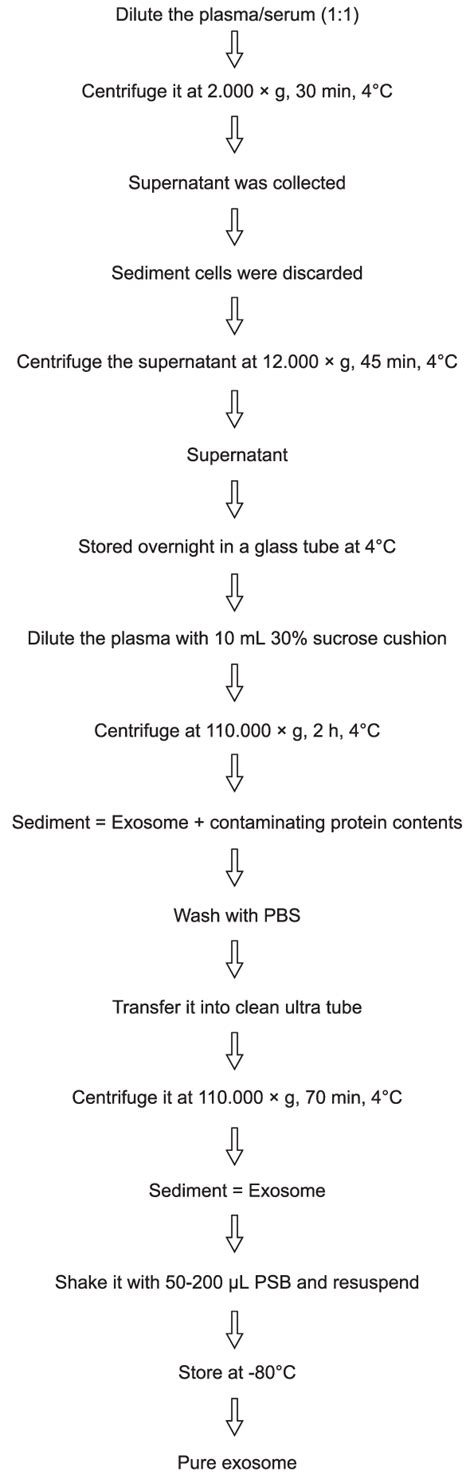 Isolation Of Exosome By Ultra Centrifugation Method From Plasmaserum Download Scientific