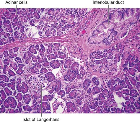 Acinar Cells Secrete