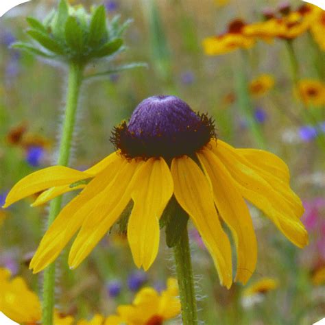 Flower African Daisy Flake Great American Seed Up