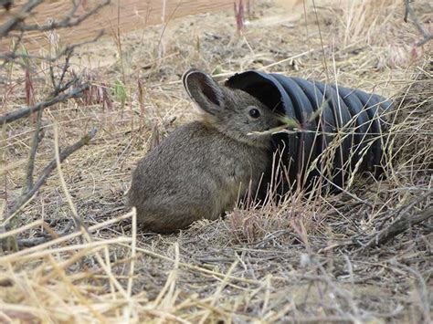 Central Washingtons Rebounding Pygmy Rabbits Wenatchee Naturalist