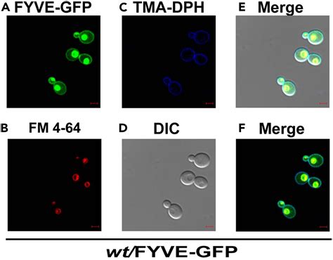 Confocal Microscopy Protocol For Adherent Cells At Virginia Barr Blog