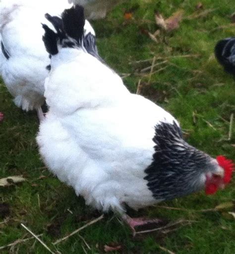 Sussex For Sale Chickens Breed Information Omlet