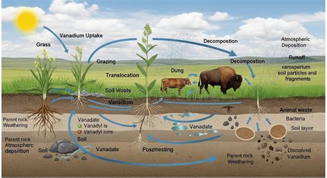 Vanadium Nutrient Cycle In A Grassland Ecosystem Showing Uptake By
