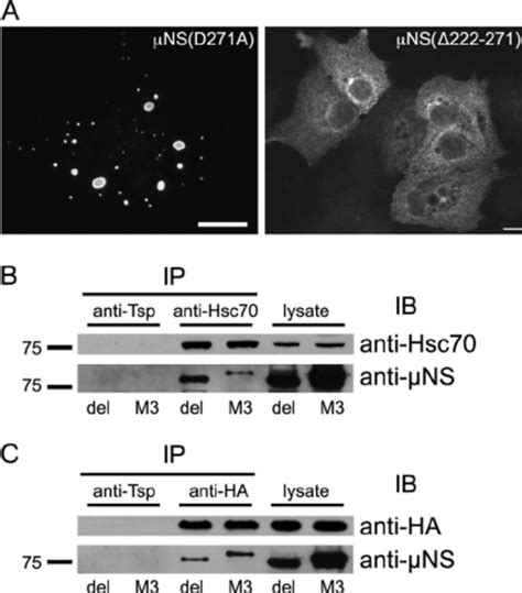 A Deletion Mutant Of ␮ Ns Lacking The Minimal Interaction Domain Aa