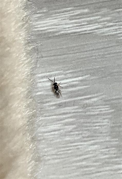 Tiny Black Insects With Wings R Insects