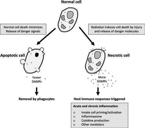 Immune Dysfunction From Radiation Exposure