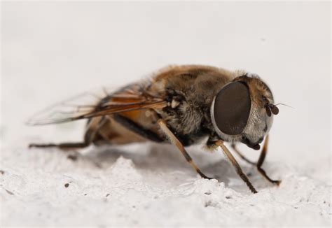 European Drone Fly R MacroPorn