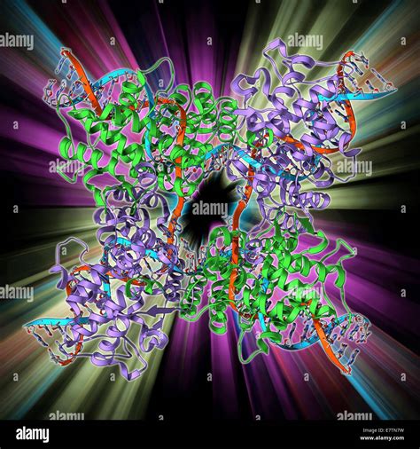 Enzyme Catalysing Dna Recombination Molecular Model Of The Enzyme Cre Cyclization