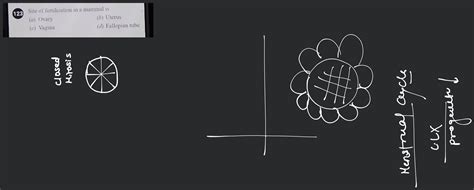 Site Of Fertilization In Mammals Is Filo