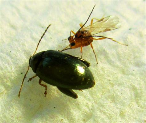 Parasitic Wasp Discovery Offers Chemical Free Pest Control For Farmers