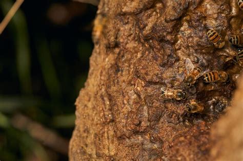 Premium Photo Honeycomb On A Tree Trunk Premium Photo Honeycomb On A Tree Trunk
