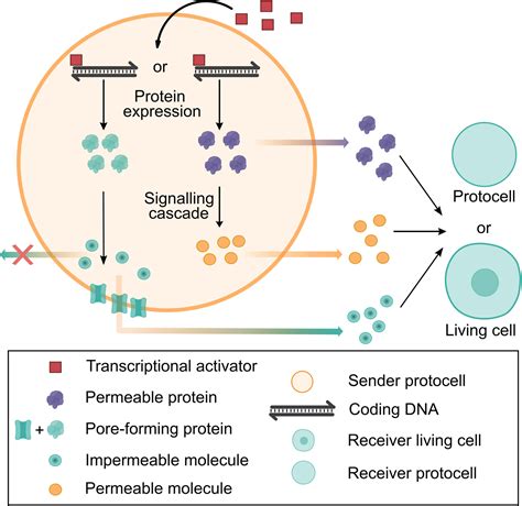 Protocell Communication Through The Eyes Of Synthetic Organic Chemists Rebasa‐vallverdu 2023