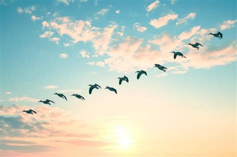 Premium Photo Flock Of Birds Flying In Formation Representing Unity And Teamwork