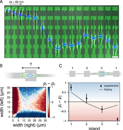 Figure 4 From Geometry Sensitive Protrusion Growth Directs Confined Cell Migration Semantic