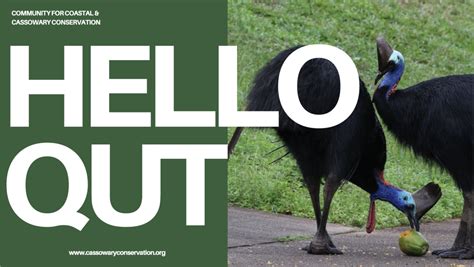 C4 Partners With Qut To Drive Cassowary Conservation Awareness C4