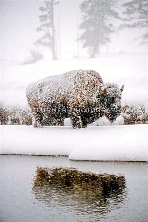 Frozen Bison Ryan Turner Photography
