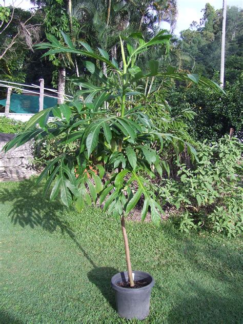 Forum Acha Cha Fruit Seeds