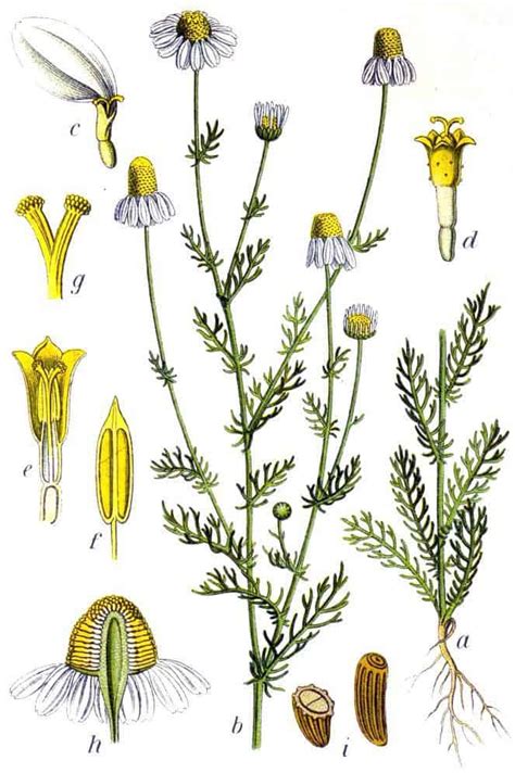 Chamomilla Recutita Tidy Gardens