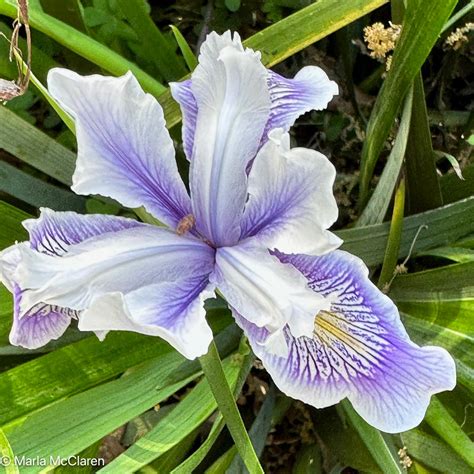 Iris Douglasiana