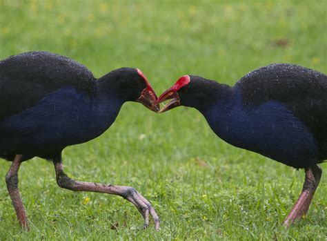 Bird Profile The Pukeko — Athena Rhodes
