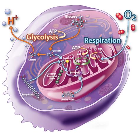 实时细胞代谢分析仪 Agilent Seahorse 泽汇生物