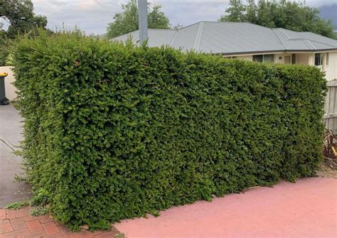 Luma Apiculata Granton Plants Hobart