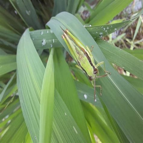 Ricediseases Object Detection Dataset By Majorproject