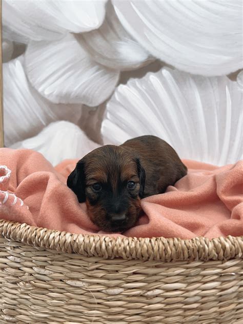 Longhaired Dachshund Pimpama Petsforhomes