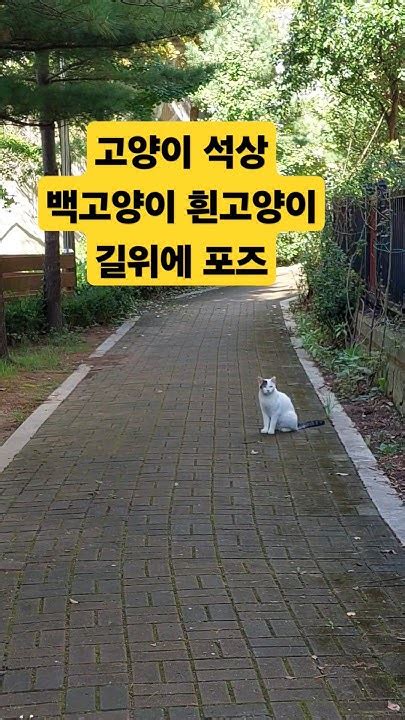 길 위에 흰고양이 석상 하얀 고양이가 앉아 있는 모습이 마치 조각상 같다 Youtube
