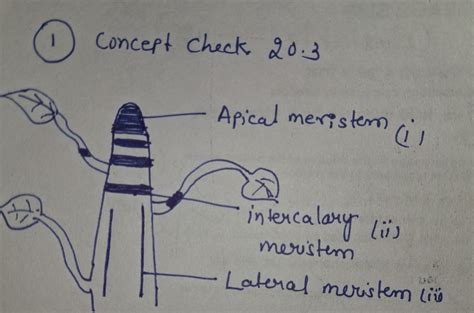 Solved Concept Check 201 1 Diagram The Reproductive Structures Of A
