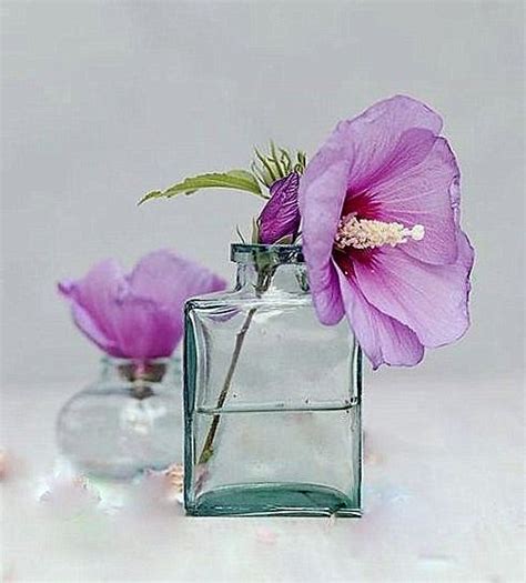 All Flowers Flowers Nature Beautiful Flowers Watercolor Flowers