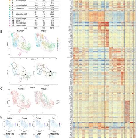 In Vitro Human And Murine Osteoclast Differentiation Following