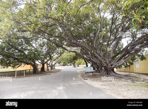 Tree Lined Street With Roadway In Diminishing Perspective At Rottnest Island In Western