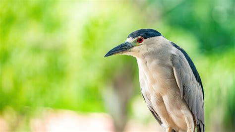 รูปภาพnycticorax เลือกดูภาพถ่ายสต็อก เวกเตอร์ และวิดีโอ6302 Adobe