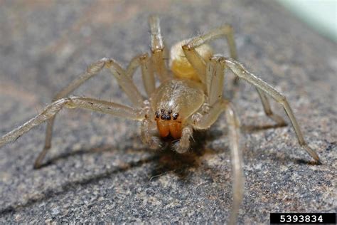 Pictures Of A Yellow Sac Spider At Lucy Dean Blog