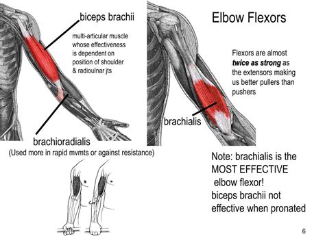 Elbow Flexion And Extension Muscles At Santiago Vanmatre Blog