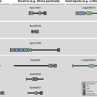 Domain Structures Of Pif And Pif Like Proteins Download Scientific Diagram