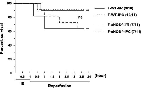 Enos Is Required For Acute In Vivo Ischemic Preconditioning Of The