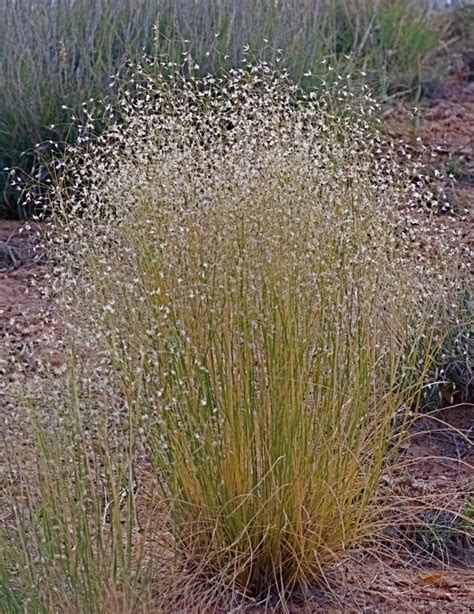 Indian Ricegrass