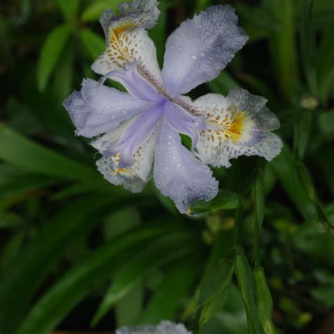 Taiwan Iris Iris Formosana Plant Care And How To Grow Water