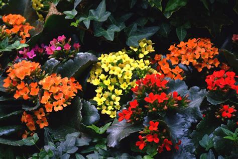 칼랑코에 네이버 블로그